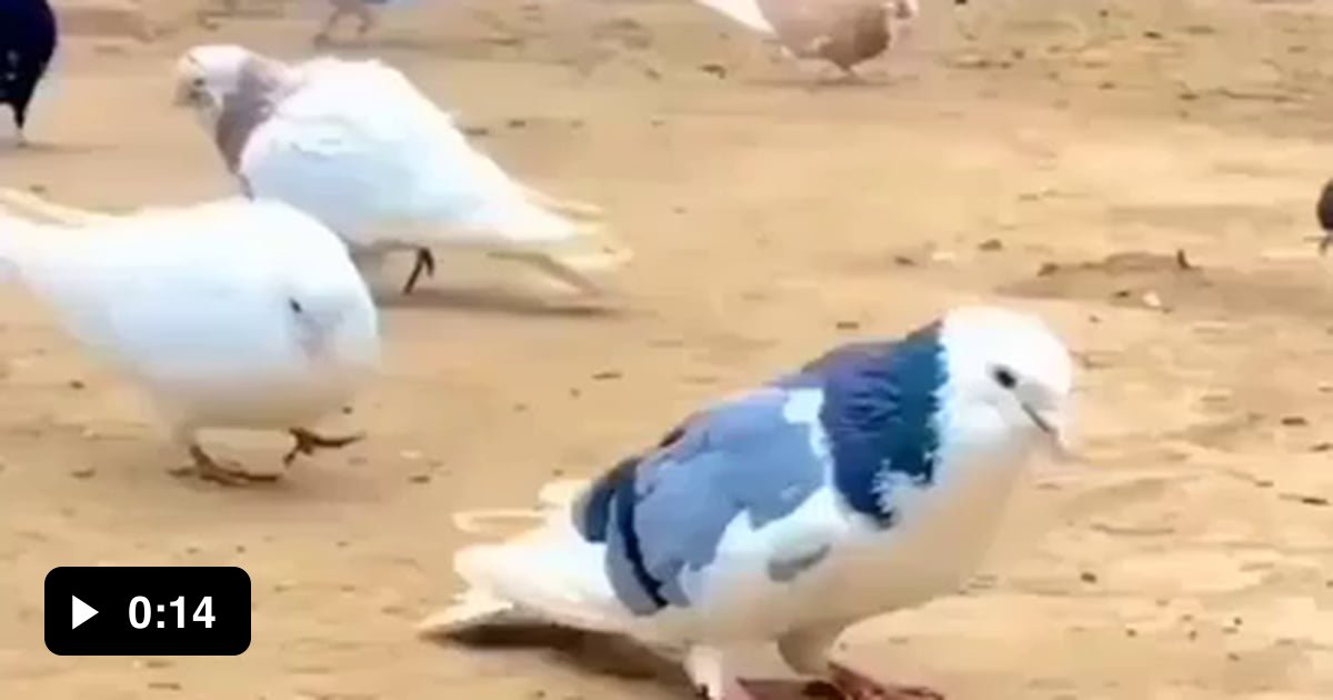 This bird enjoys doing backflips - 9GAG