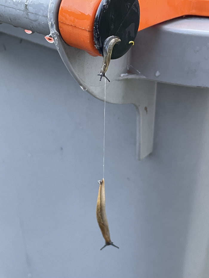 Saw a snail bungee jumping today - 9GAG