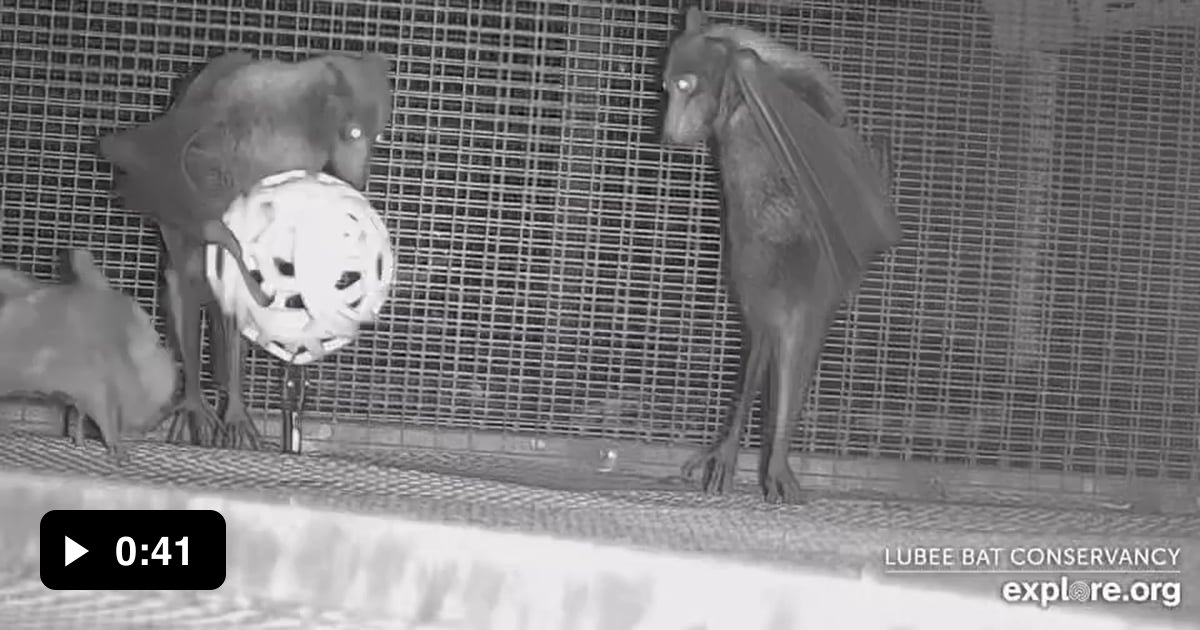 Fruit bats fight over ball - 9GAG