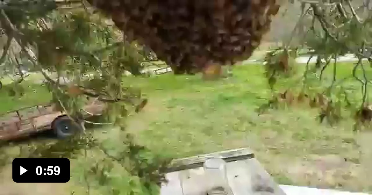 Bees Follow Queen Into Box (With a Little Encouragement) - 9GAG