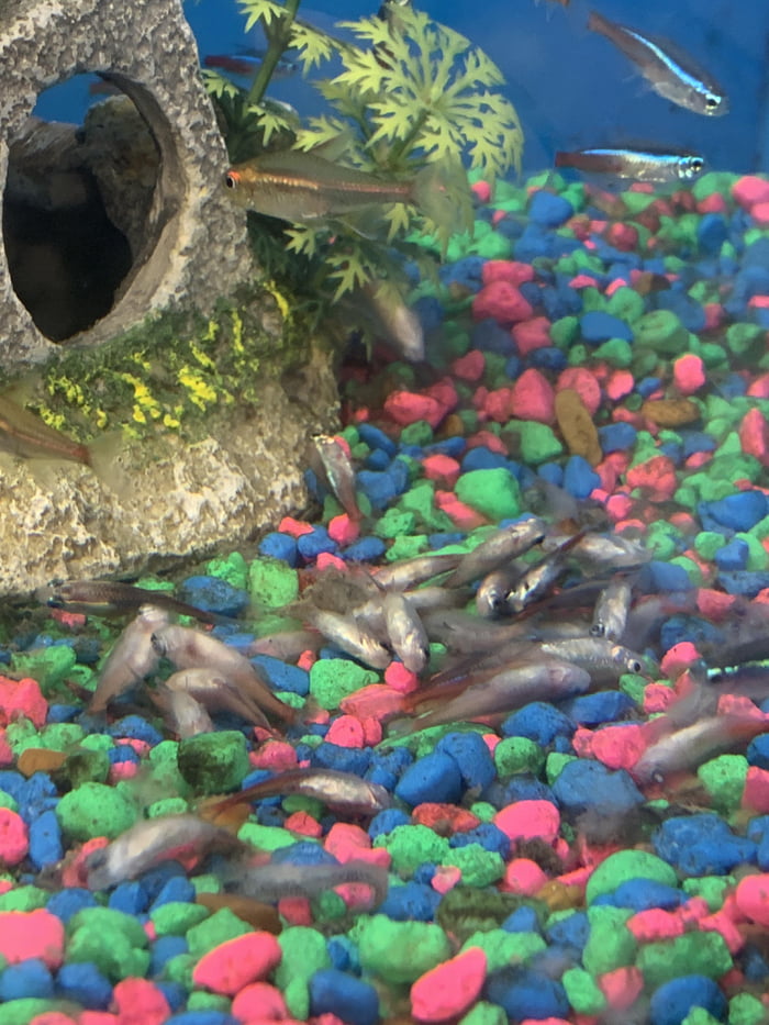 This massive pile of dead fish at a local PetSmart - 9GAG