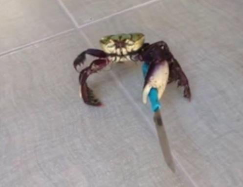 Stabbo crabbo, the staby one - 9GAG