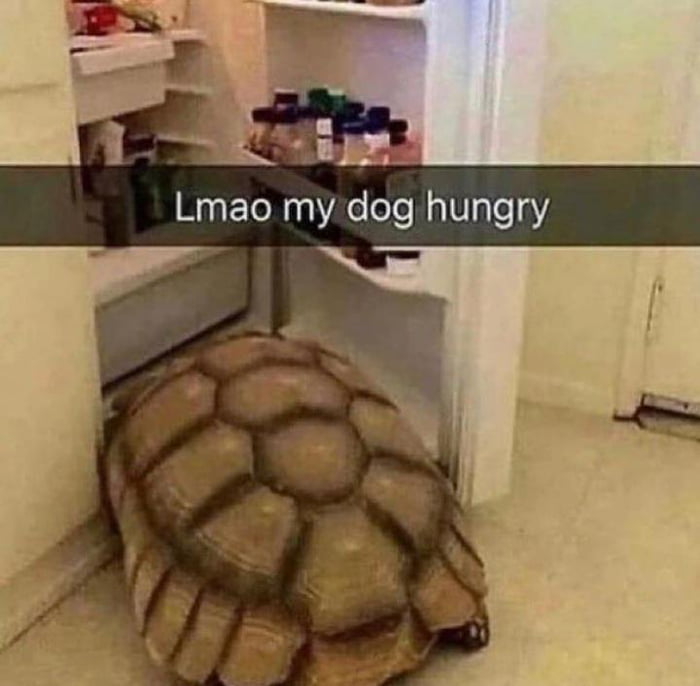 Blursed dog - 9GAG