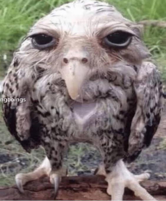 Contarrgor, the Cursed Bird. When he sees you, he curses you to where ...