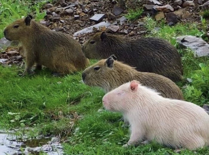 An albino capybara - 9GAG