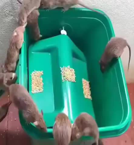 An interesting mouse trap - 9GAG