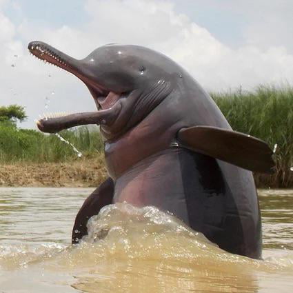 The south Asian river dolphin is completely blind. They’ve evolved to ...