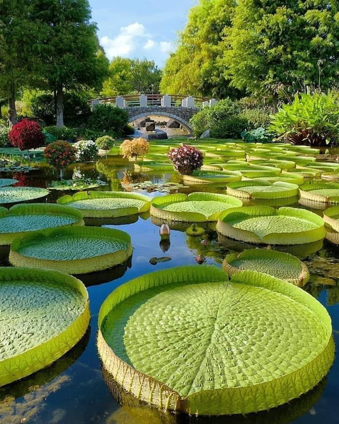 The perfection of these lily pads - 9GAG