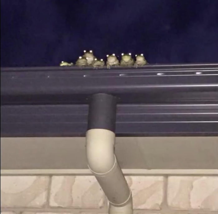 The Frog Gang, Rulers of the Roof - 9GAG