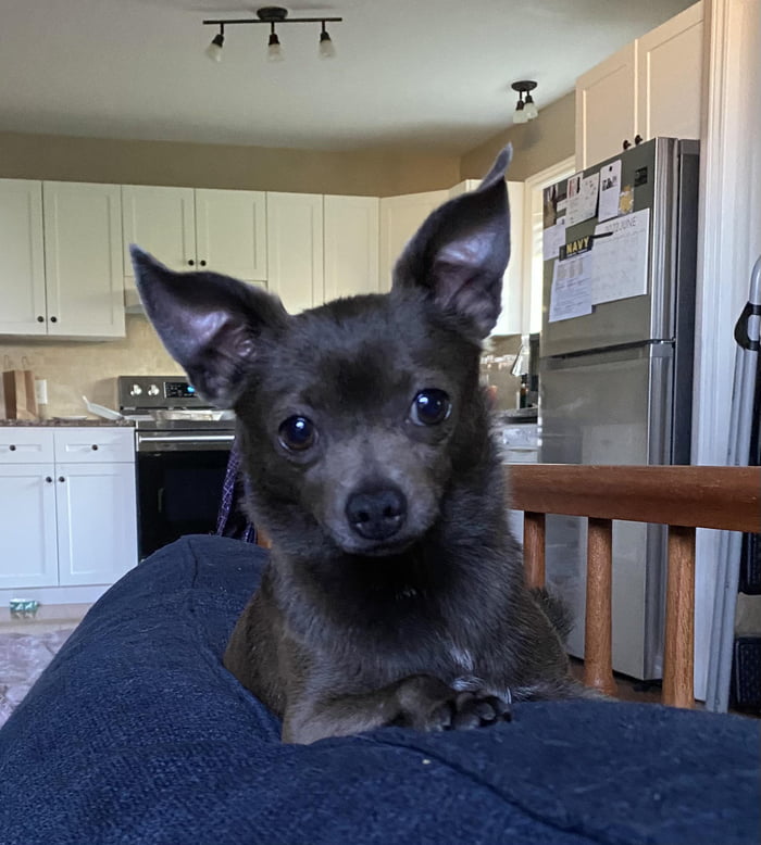 Little bat dog 🙂 - 9GAG