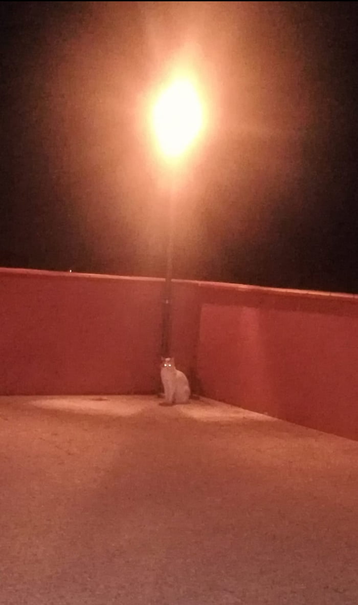 Bianca, the almighty light cat - 9GAG