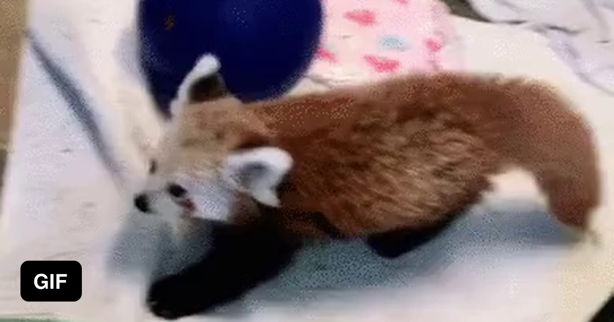 Red Panda just wants her cuddles, that's all - 9GAG