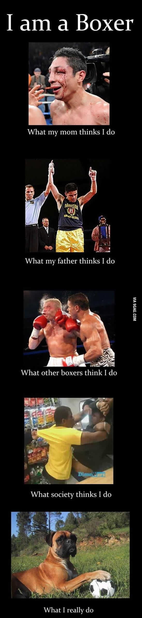 I am a boxer - 9GAG