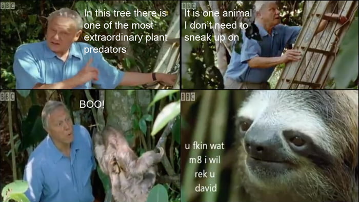 David Attenborough scaring a sloth - 9GAG