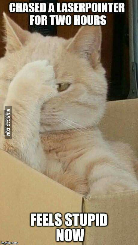 Facepalm cat - 9GAG