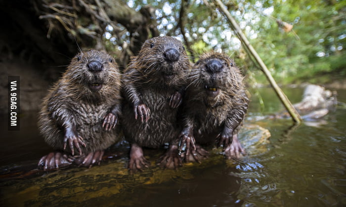 3 wet beavers close up - 9GAG