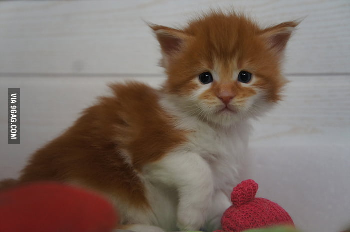 Meet my baby Maine Coon, Dune. - 9GAG