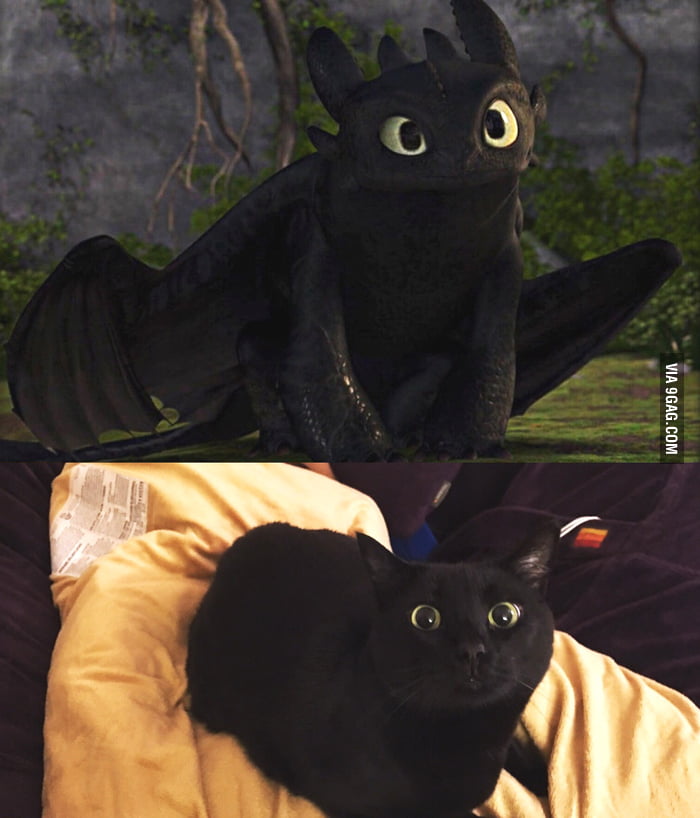 This cat looks like Toothless - 9GAG