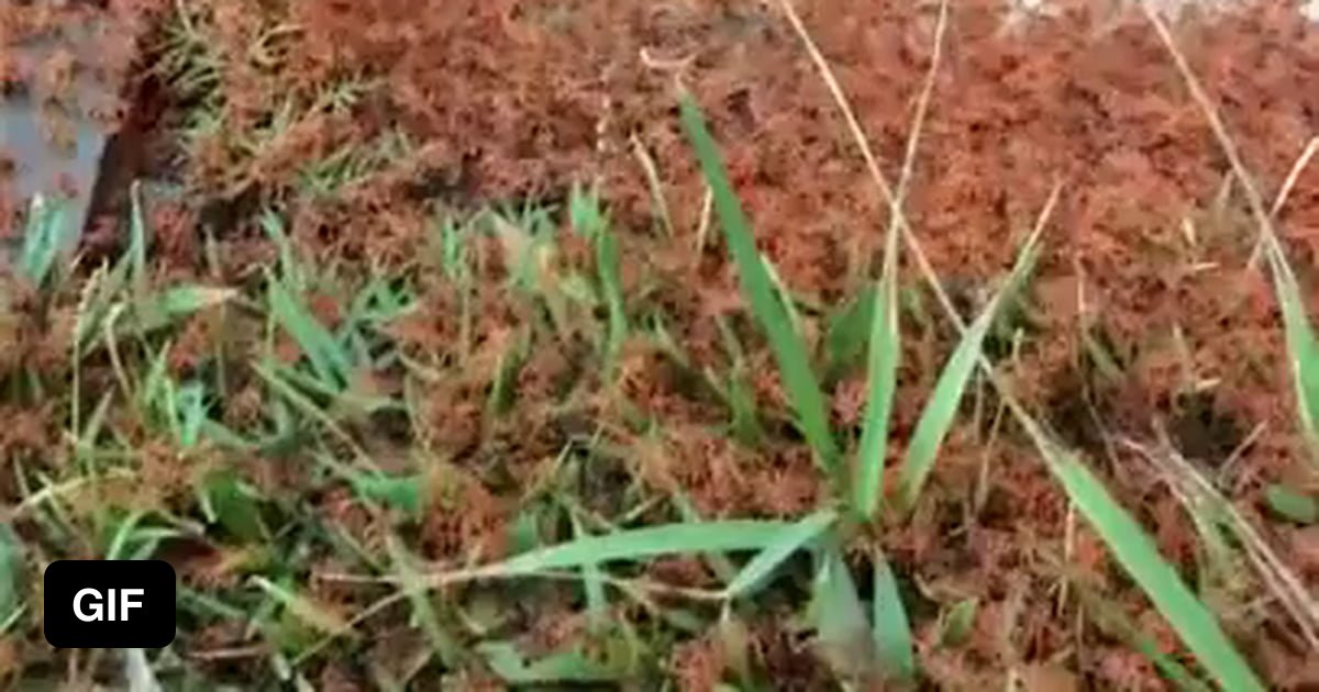 Red Crab Migration - 9GAG