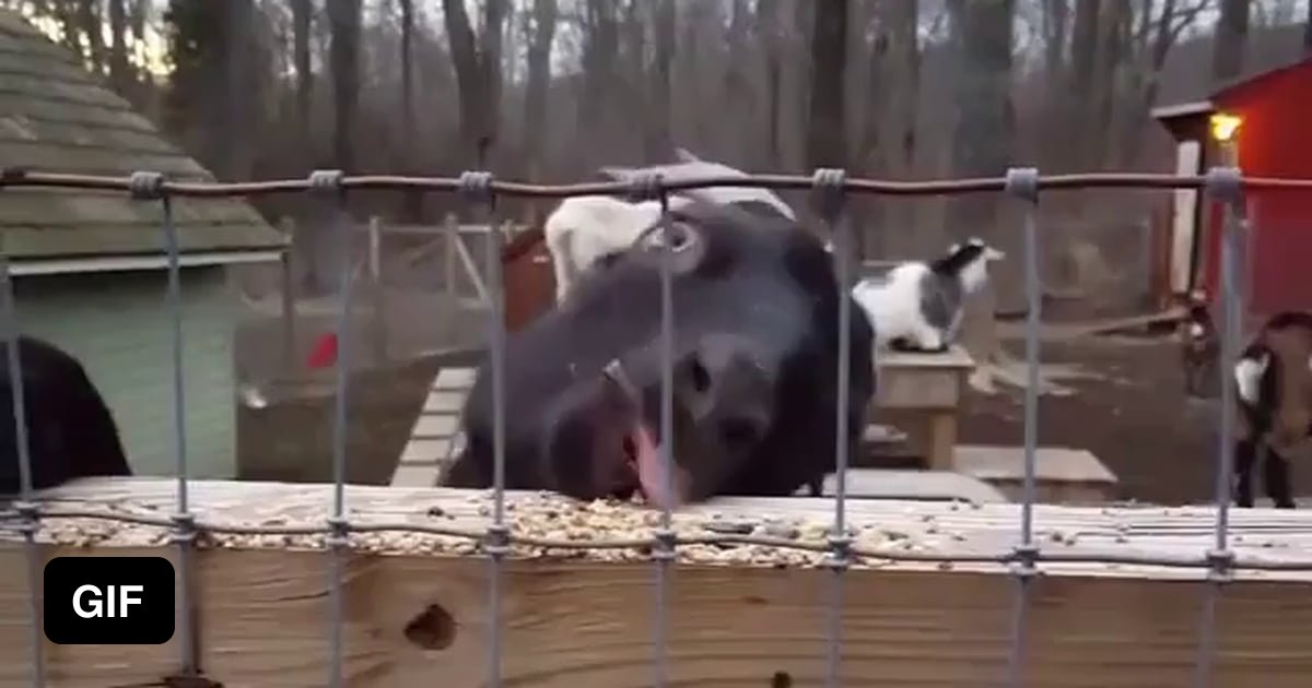 Derp goat trying to get some food - 9GAG
