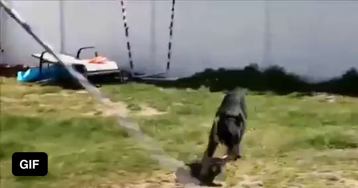 Double dutch dog - 9GAG