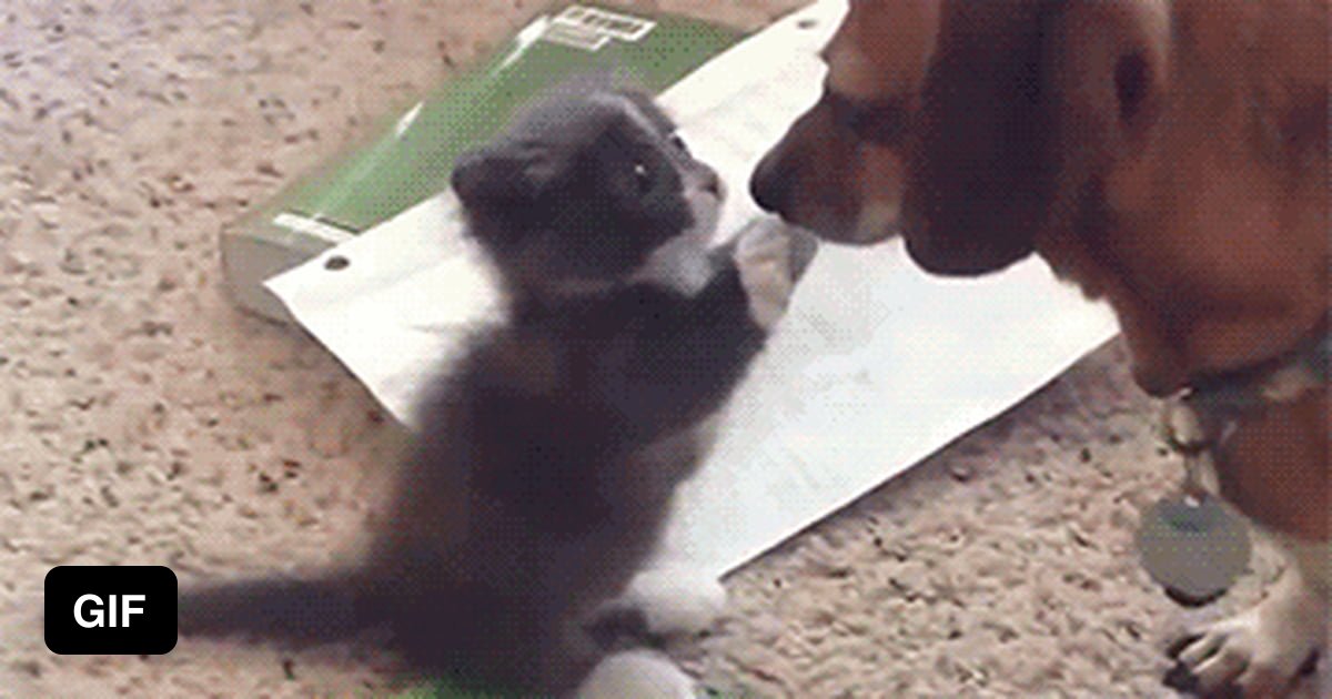 Please let me boop you! - 9GAG