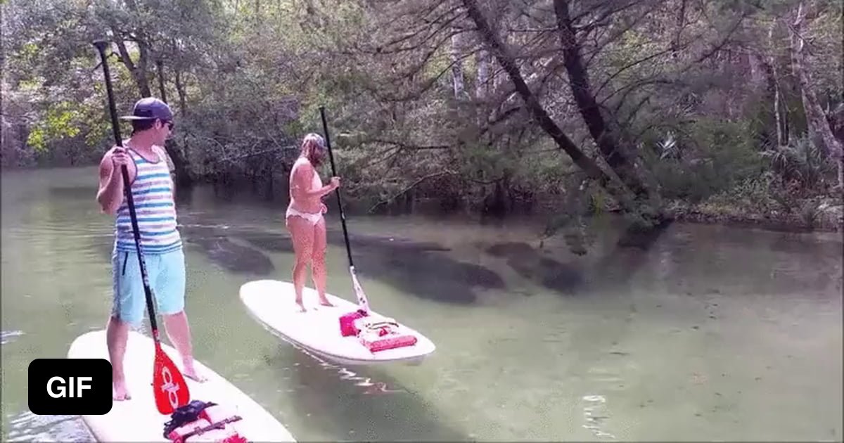 Manatees swimming by paddle boarders - 9GAG