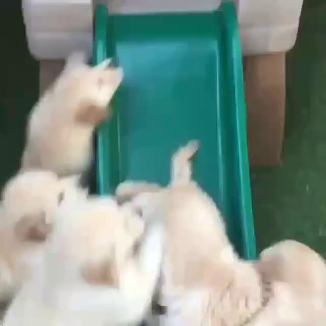 Puppies on a slide - 9GAG