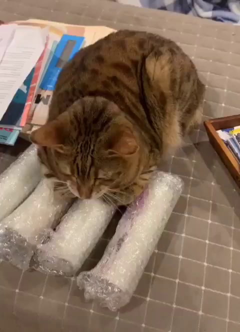 Sassy kitty... - 9GAG