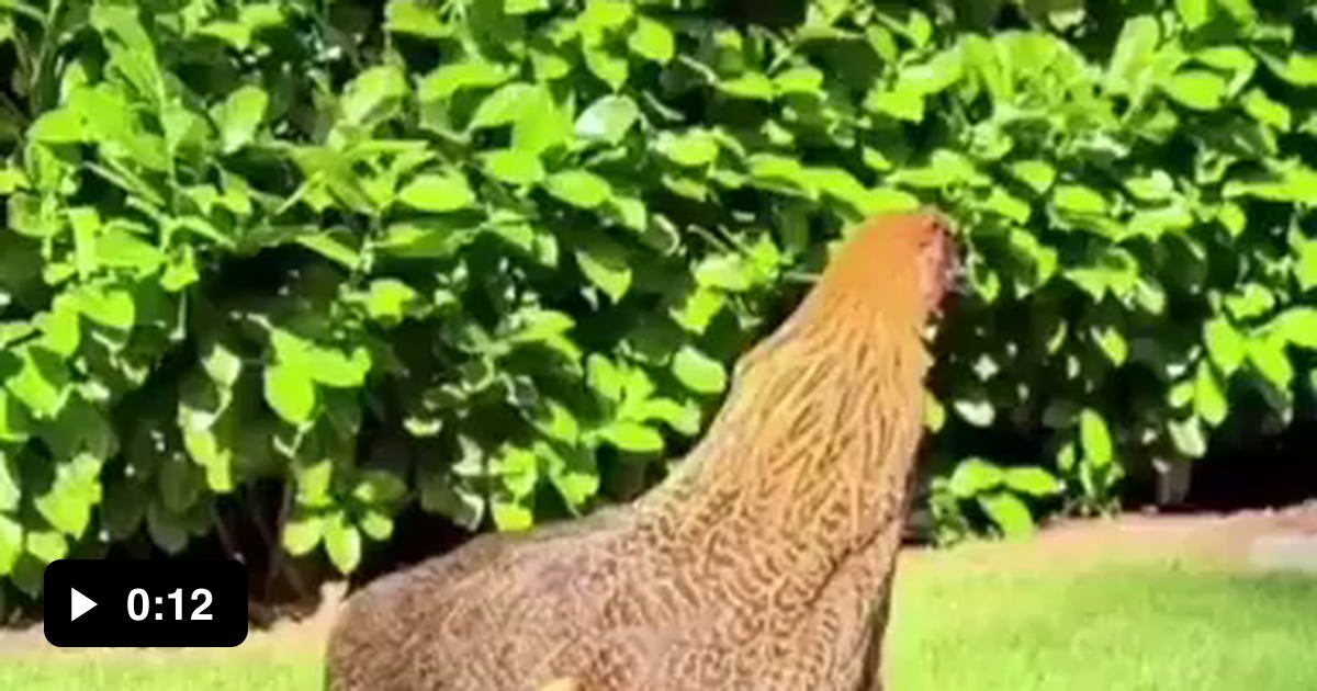 Hen with hands - what is mind - 9GAG