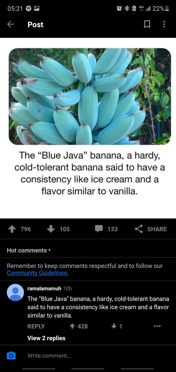 The "Blue Java" banana, a hardy, cold-tolerant banana said to have a ...