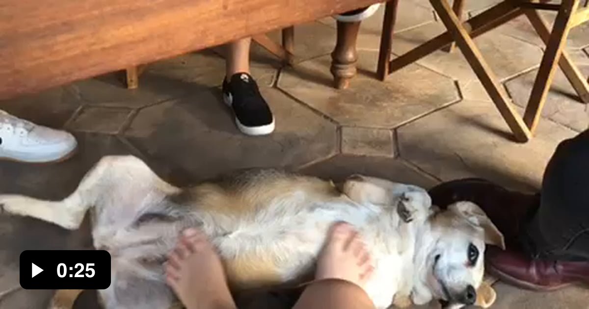 Squishy doggo - 9GAG