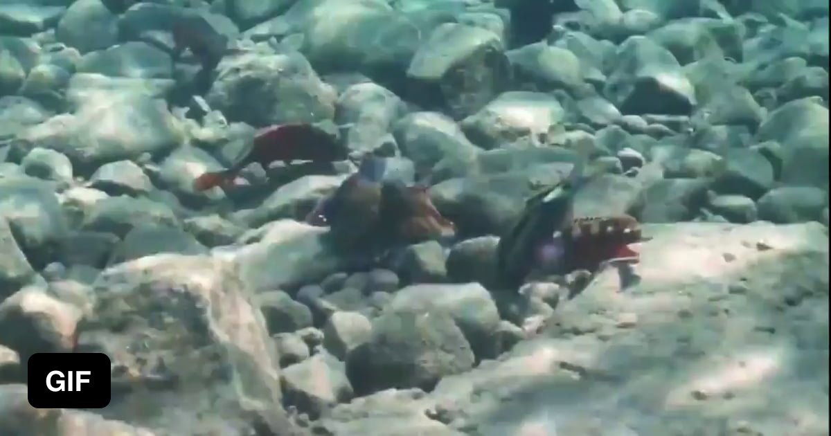 This octopus punching random fish - 9GAG