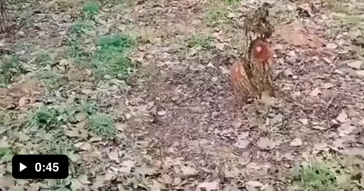 The feeling of getting that corn shell stuck between your teeth out - 9GAG