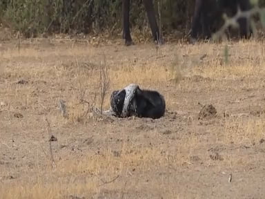 Honey Badger vs Python vs Jackals - 9GAG