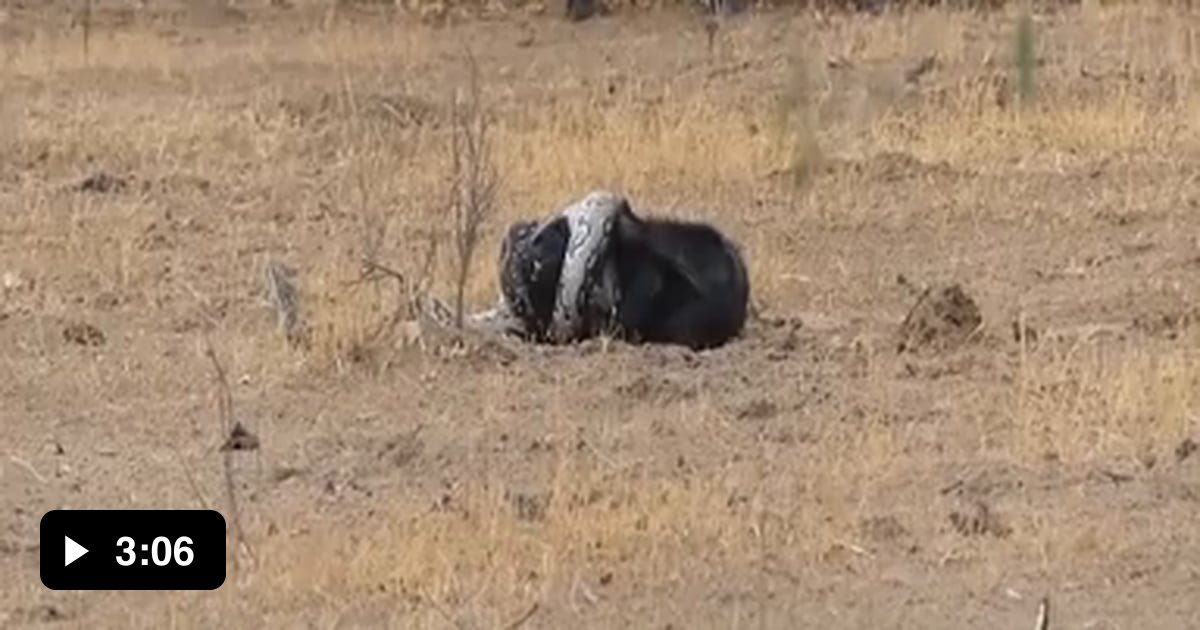 Honey Badger vs Python vs Jackals - 9GAG