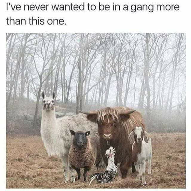 Rooster is gang leader - 9GAG