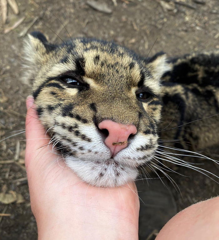 Cinta the Clouded Leopard loves chin scritches - 9GAG