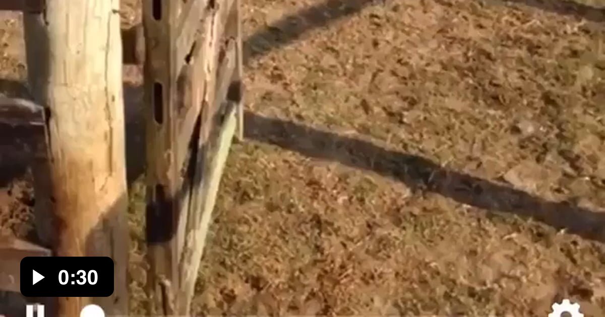 RooSTAR, the fearless. - 9GAG