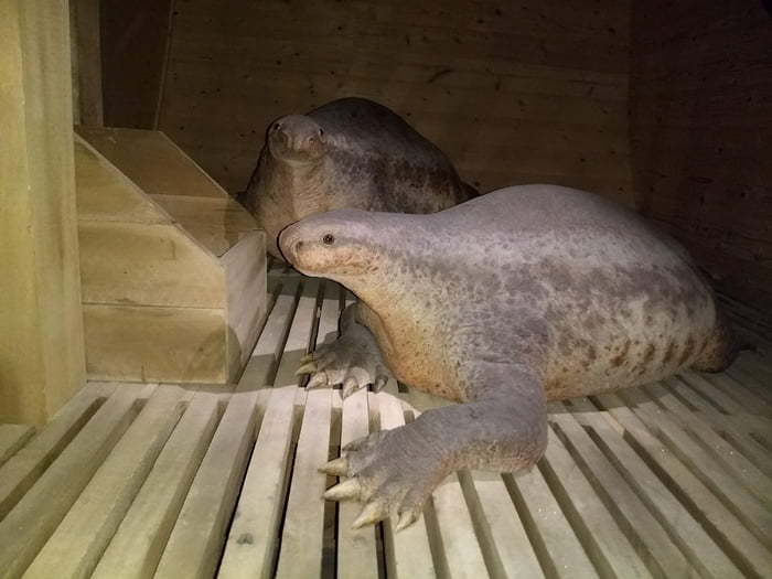 Shell-Less Turtles - 9GAG