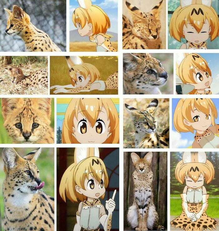 Sugoi Serval - 9GAG