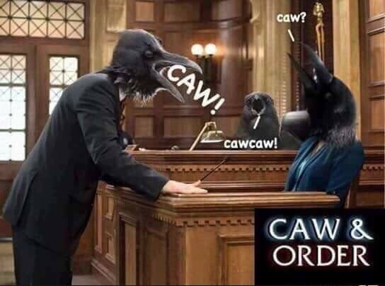 I specialize in bird law - 9GAG