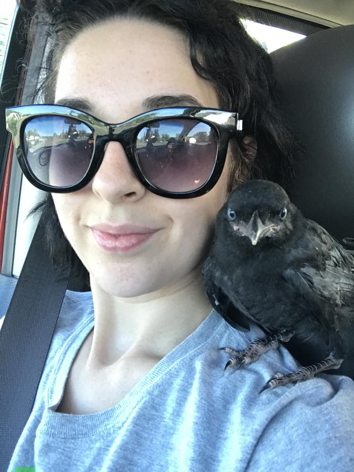 This baby crow flew into the car as we were driving. - 9GAG