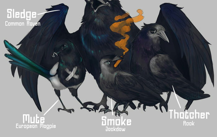 Rainbow Six Siege SAS operators as birbs. - 9GAG