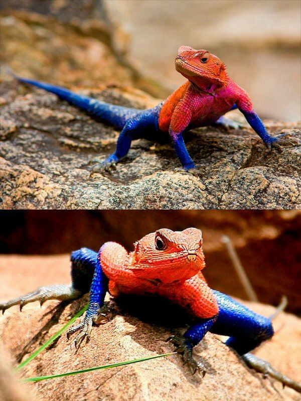 Spider-Man or Lizard-Man. I'am confused??? - 9GAG