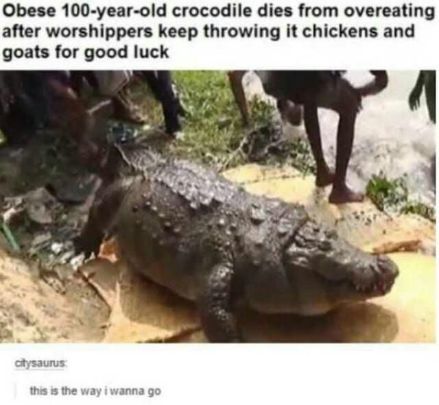 That's a fat croc - 9GAG