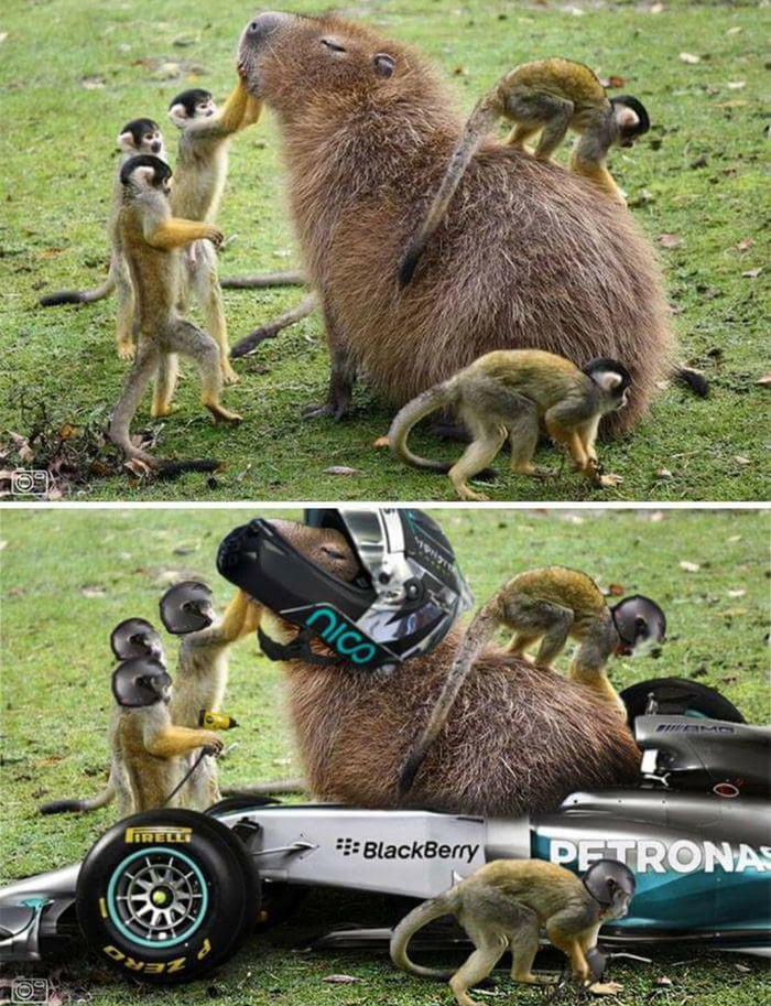 Capybara featuring squirrel monkeys Photoshop mix. - 9GAG