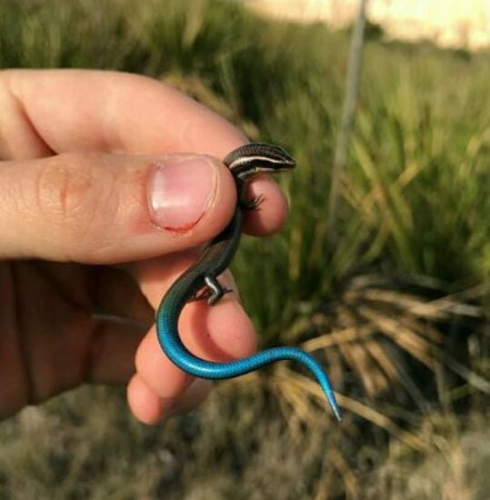 Cute little lizard - 9GAG