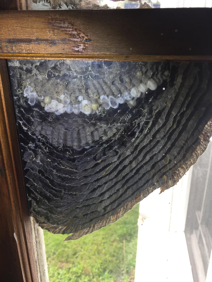 Baldfaced hornets made their nest on a window, allowing an inside view ...