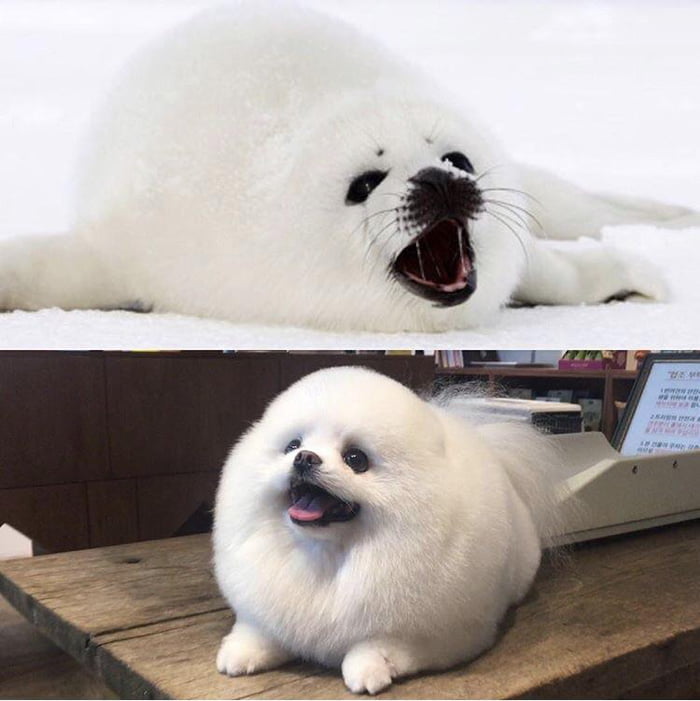 Issa water animal - 9GAG